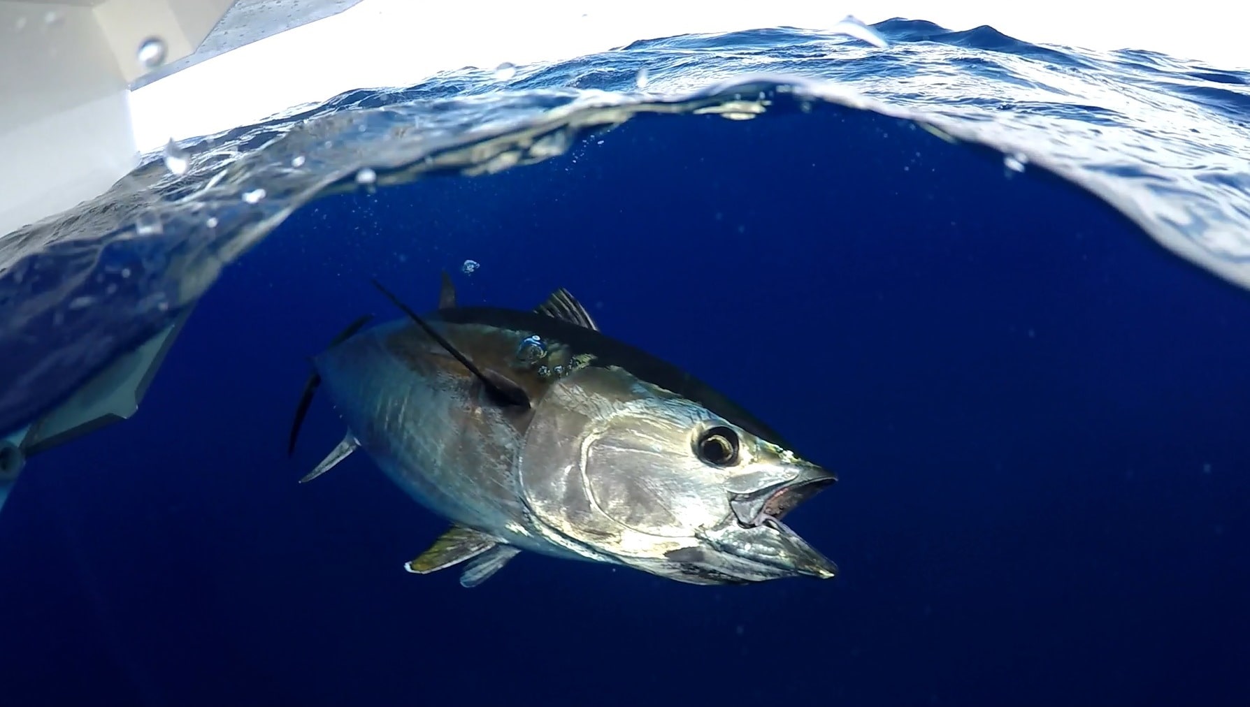 Deep sea fishing in Menorca: incomparable benefits and excitement ...